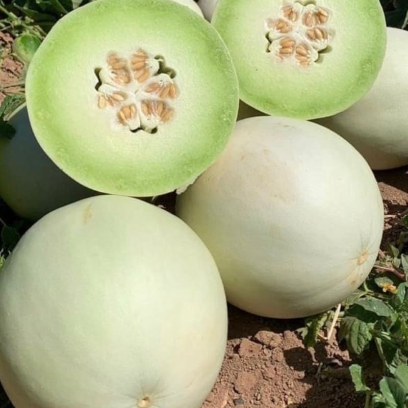 Melon Seeds - Etsy