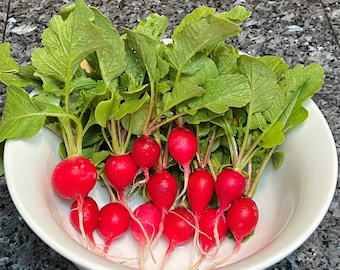Early Scarlet Globe Radish Seeds - Organic & Non Gmo Radish Seeds ...