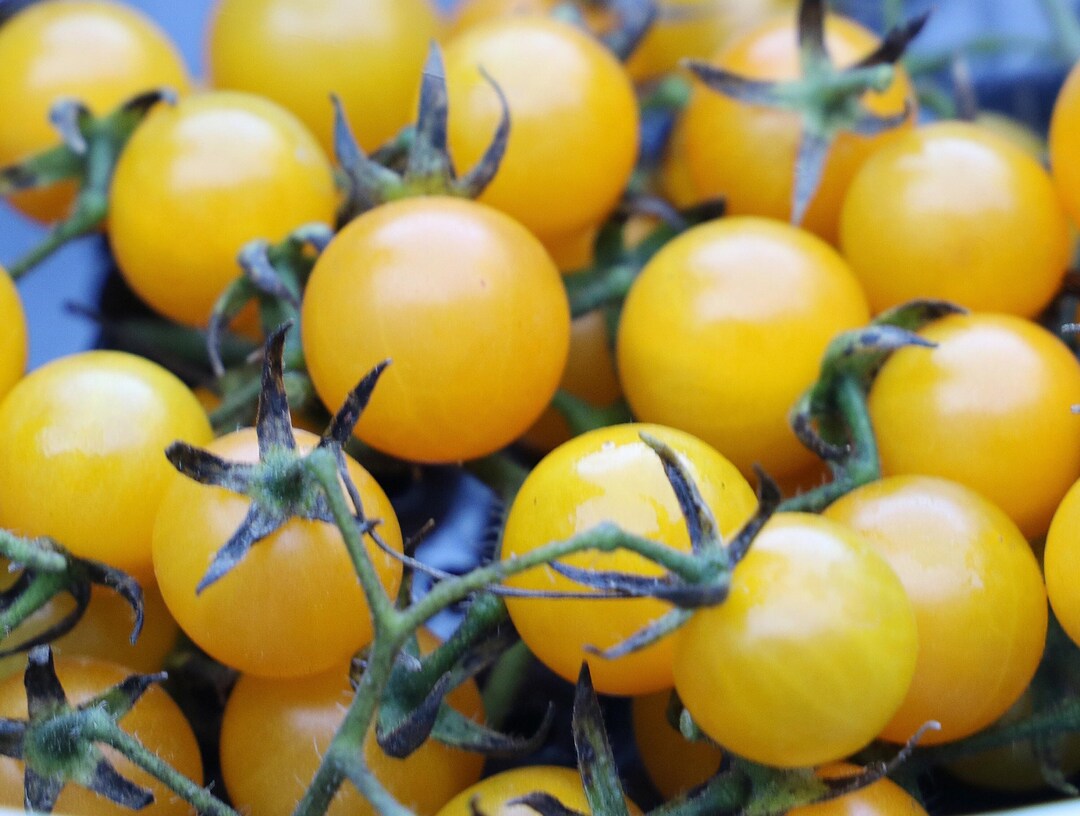 Lemon Drop Tomato Seeds Organic Cherry Tomato - Etsy