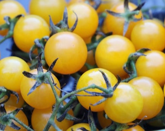 Honeydrop Cherry Tomato Seeds Organic | Etsy