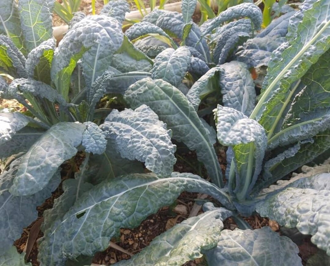 Black Magic Kale Seeds | Organic - Etsy