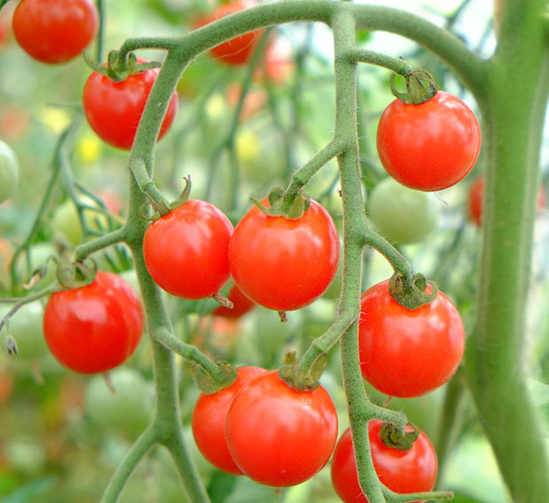 Sweet Aperitif Tomato | Heirloom | Organic - Etsy