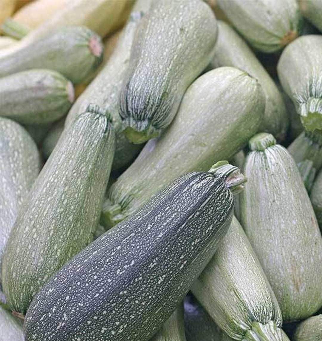 Grey Zucchini Seeds | Summer Squash | Heirloom | Organic - Etsy