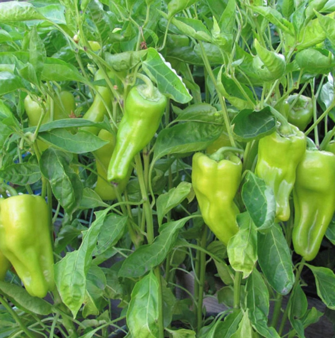 Cubanelle Pepper Seeds | Heirloom | Organic - Etsy