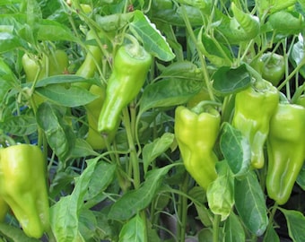 Cubanelle Sweet Pepper Seeds - Non-gmo - Heirloom - Etsy