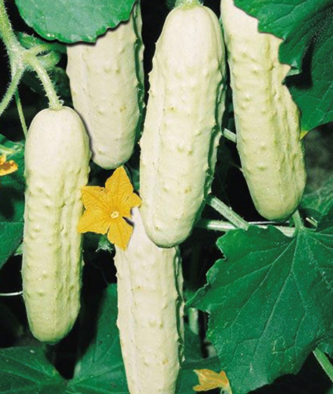 Bianco Lungo Italian Cucumber Seeds | Heirloom | Organic - Etsy