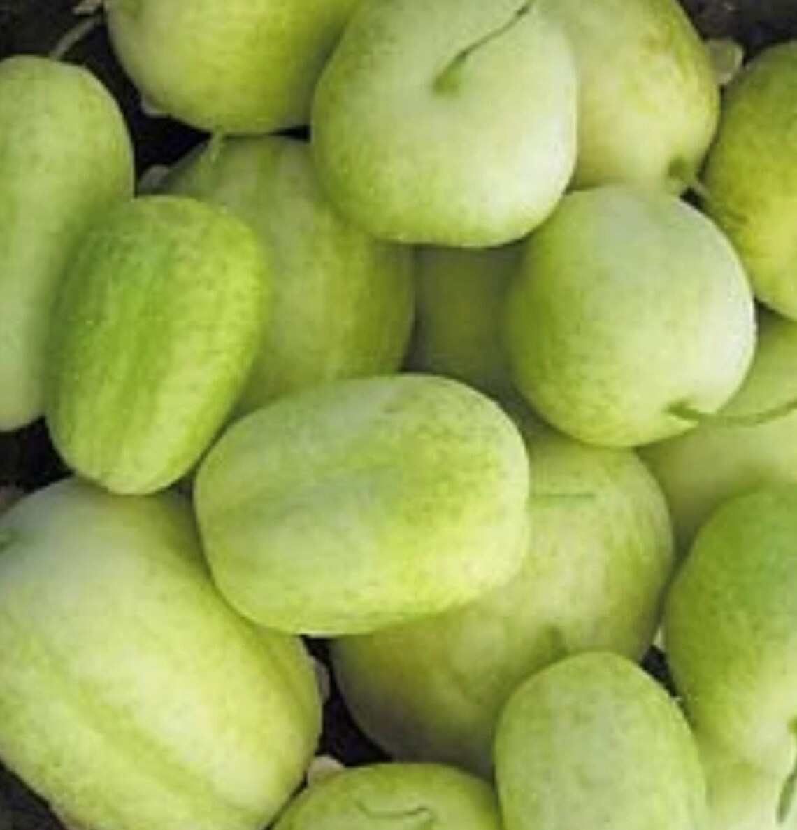 Crystal Apple Cucumber Seeds Heirloom Organic - Etsy