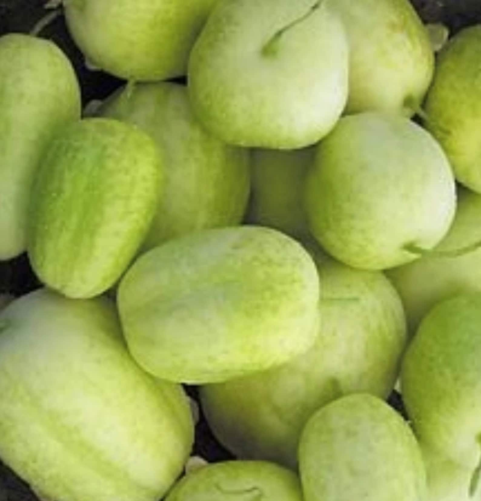 Crystal Apple Cucumber Seeds | Heirloom | Organic - Etsy