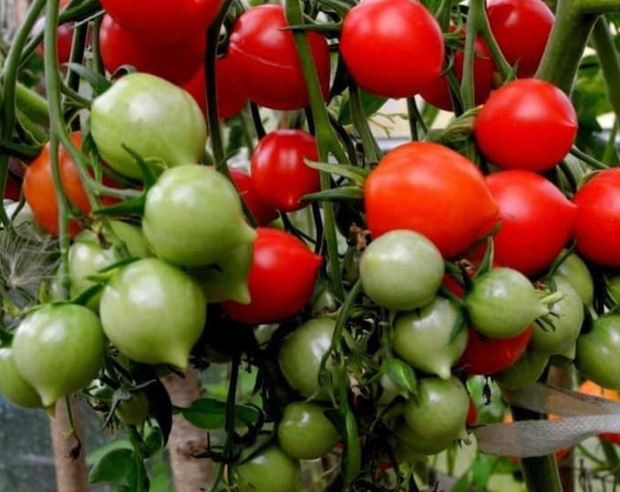 Red Robin Tomato Seeds Organic - Etsy