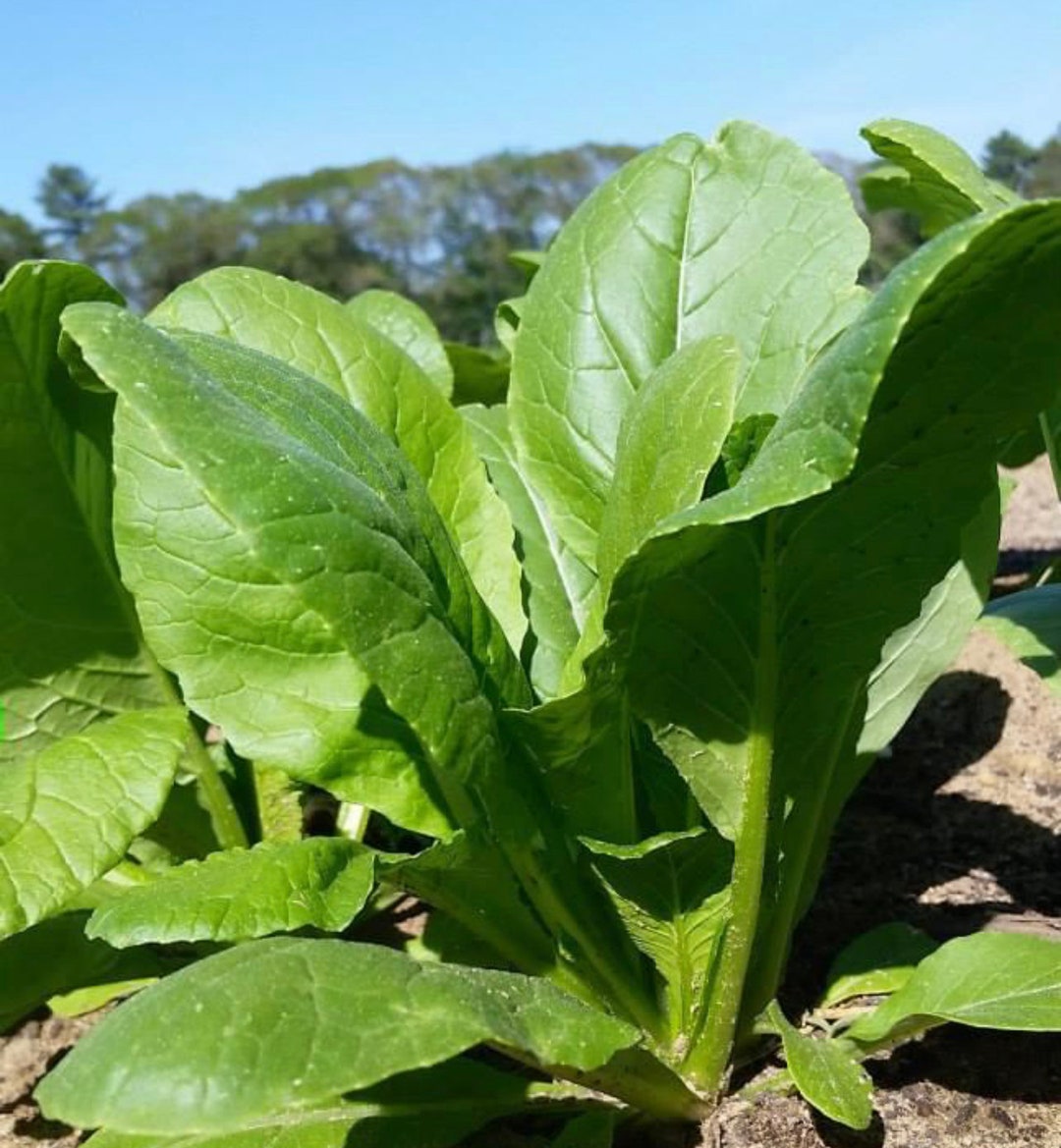 Komatsuna (japanese Mustard) Seeds | Heirloom | Organic - Etsy