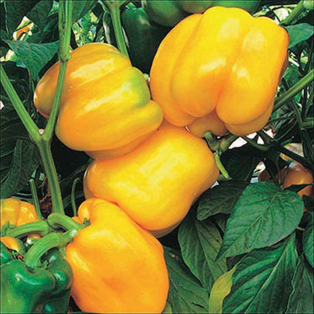 Sunbright Pepper Seeds | Sweet | Organic - Etsy