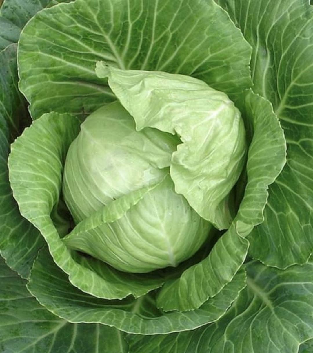 Copenhagen Market Early Cabbage Seeds | Heirloom | Organic - Etsy