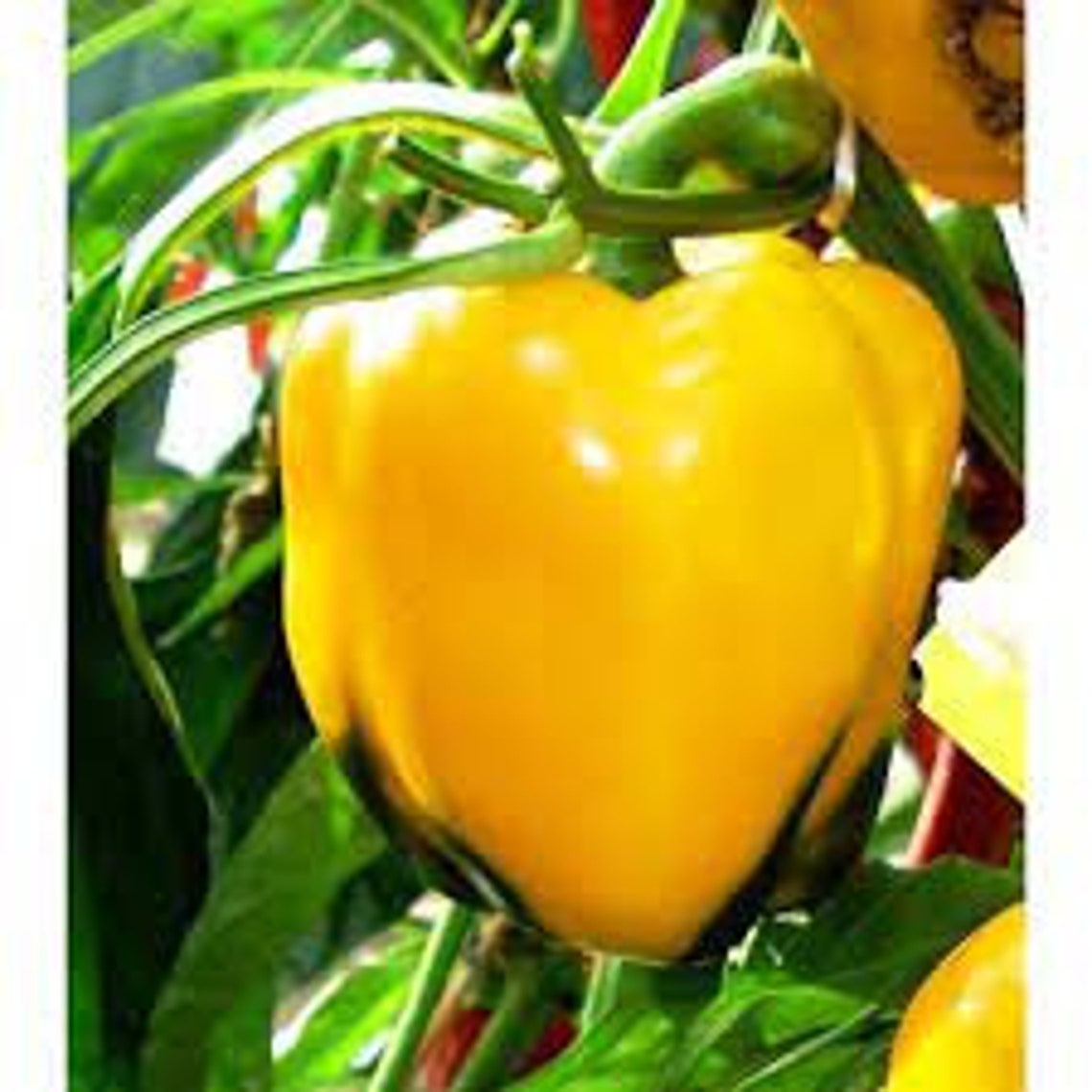Golden California Wonder Pepper Seeds | Sweet | Heirloom - Etsy