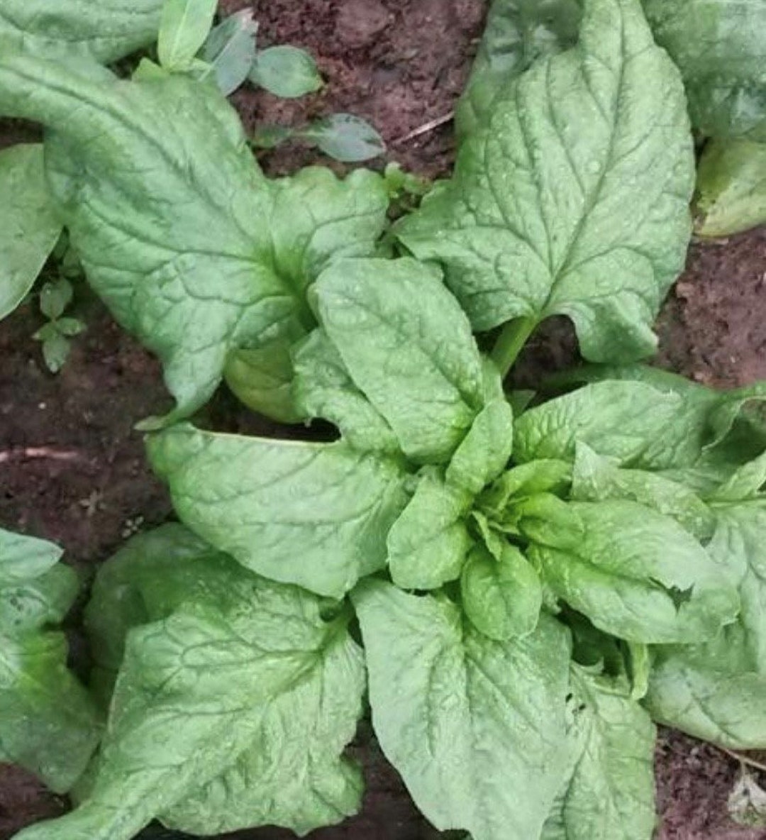 Winter Giant Spinach Seeds | Heirloom - Etsy