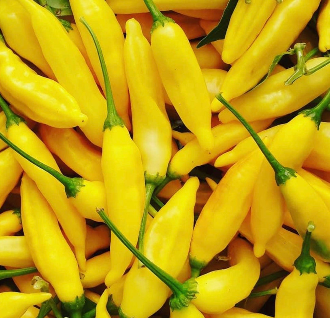 Lemon Drop Pepper Seeds | Hot | Organic - Etsy