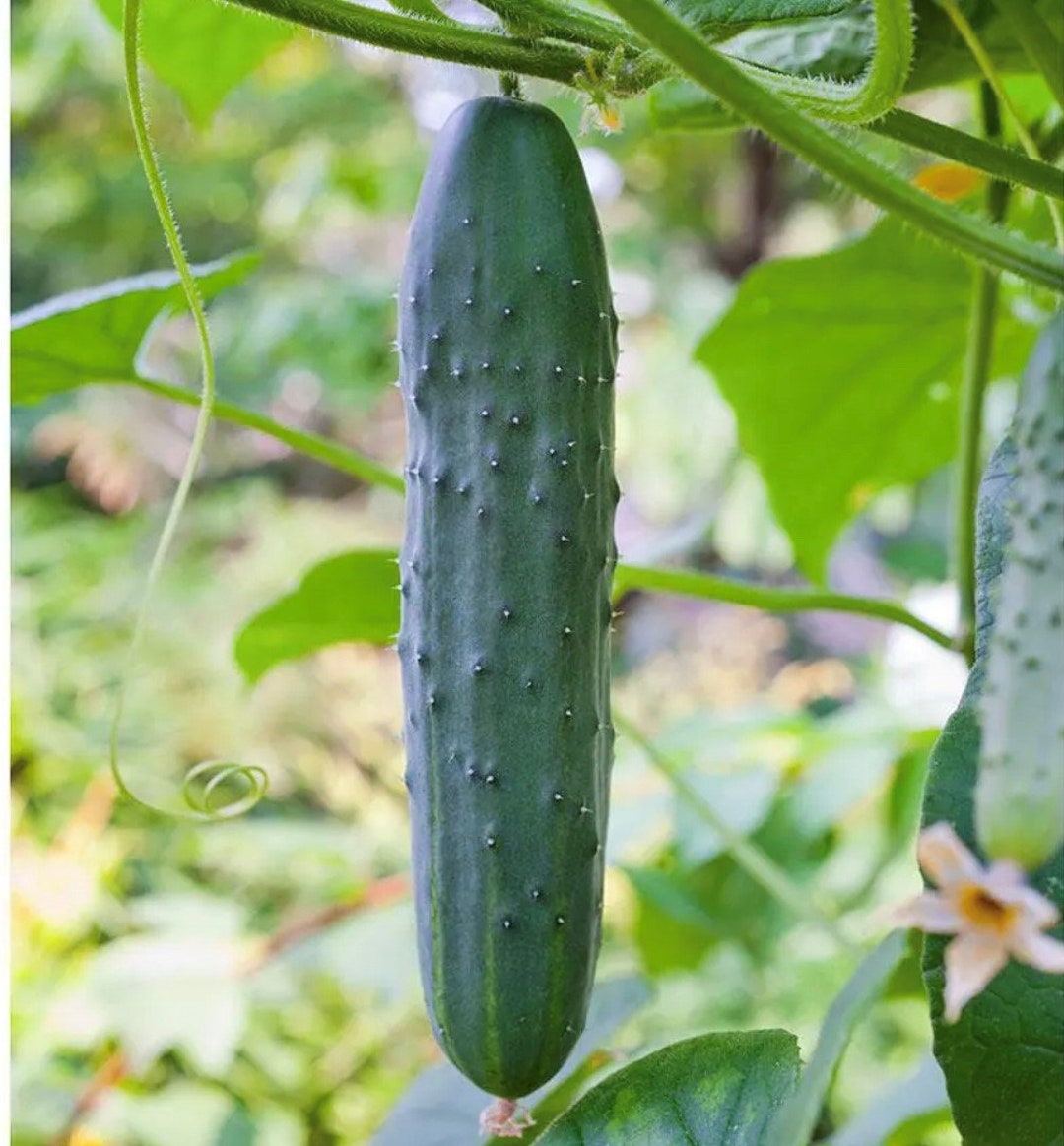 Straight Eight Cucumber Seeds | Heirloom | Organic - Etsy