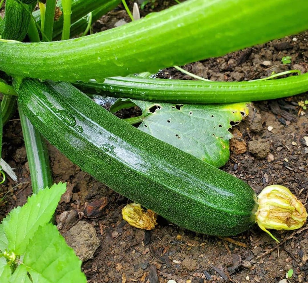 Dark Green Zucchini Seeds | Heirloom | Organic | Summer Squash - Etsy