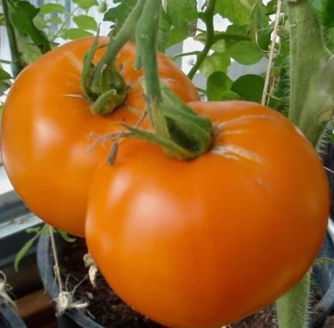 Nebraska Wedding Tomato Seeds | Heirloom | Organic - Etsy