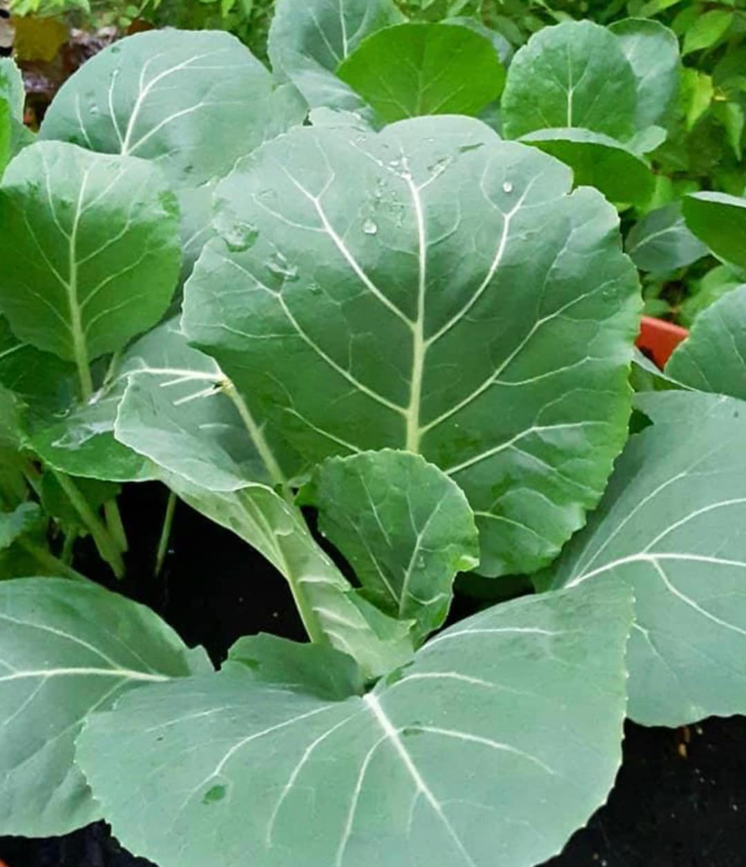 Georgia Collard Seeds | Heirloom | Organic - Etsy