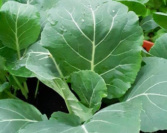 Premium Georgia Southern Collard Greens - Fresh Organic Heirloom Seeds ...