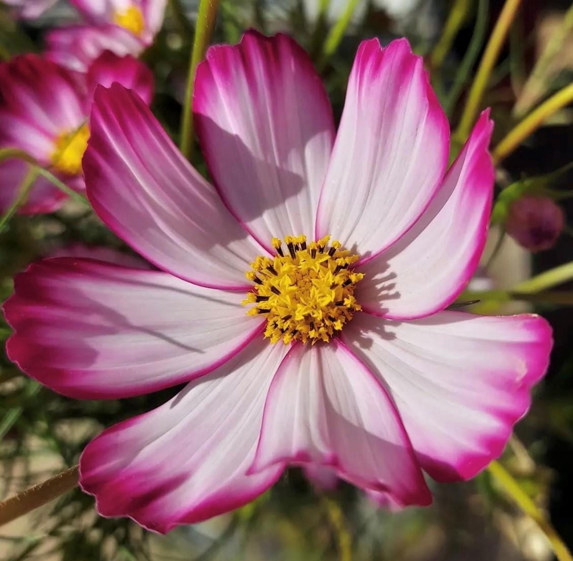 Picotee Cosmo Flower Seeds - Etsy