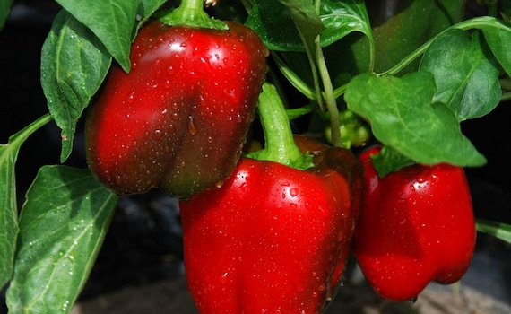 Big Red Sweet Pepper Seeds Heirloom Organic - Etsy