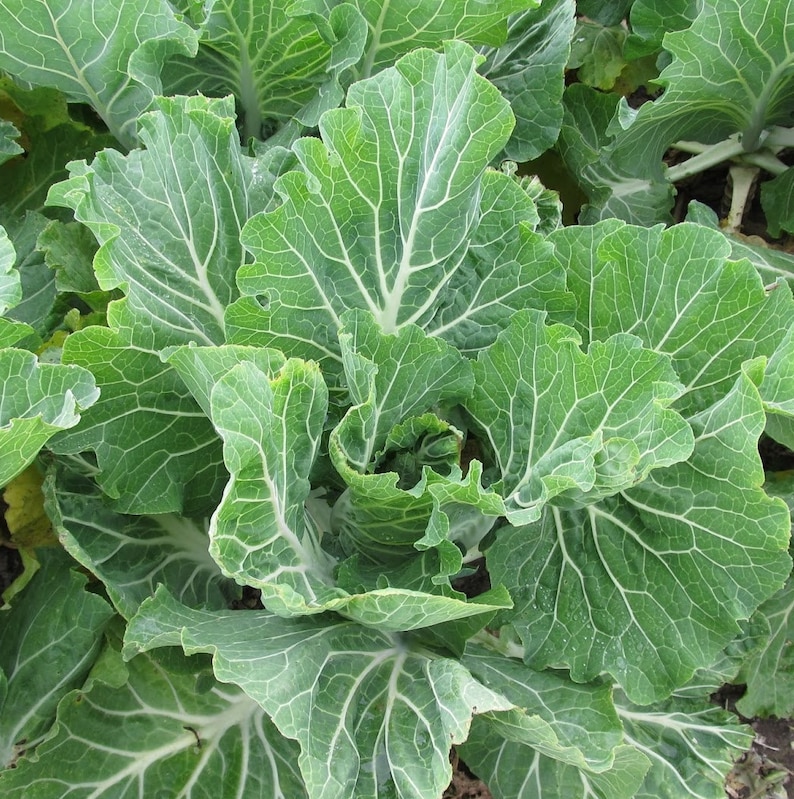 Portuguese Kale | Heirloom | Organic - Etsy