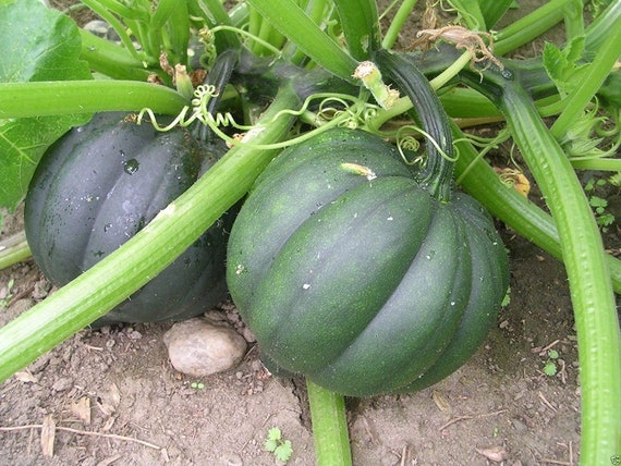 Table Queen Acorn Winter Squash Seeds Heirloom Organic - Etsy UK