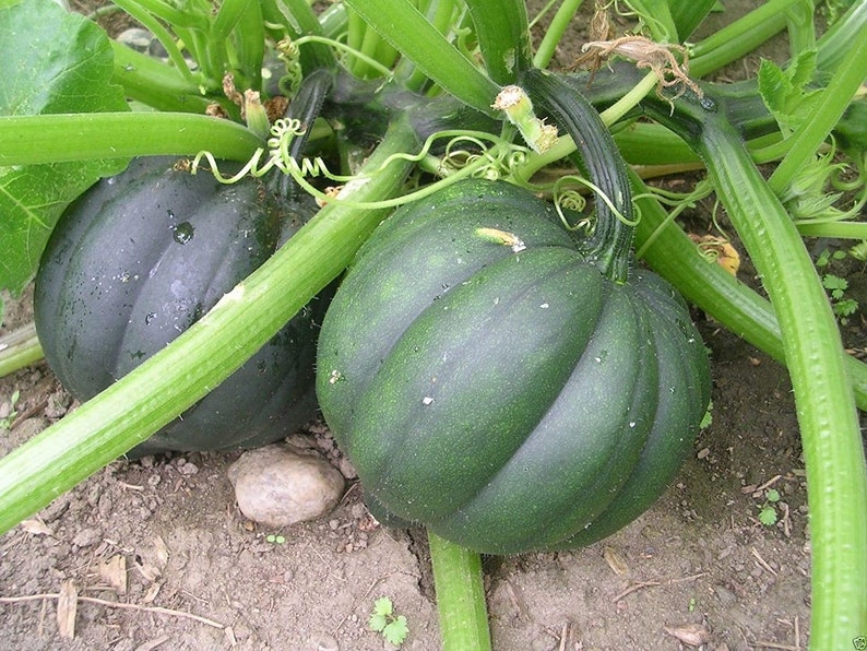 Table Queen Acorn Winter Squash Seeds | Heirloom | Organic - Etsy