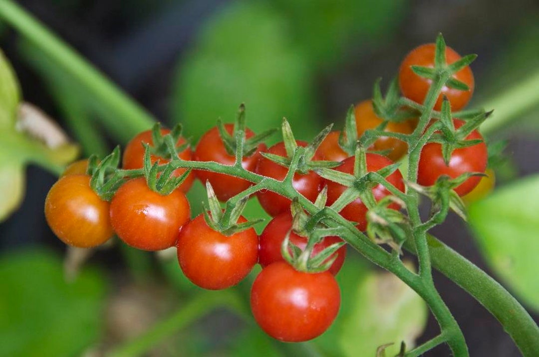 Red Currant Tomato Seeds | Heirloom | Organic - Etsy