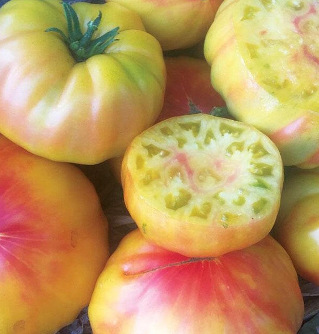 Striped German Tomato | Heirloom | Organic - Etsy