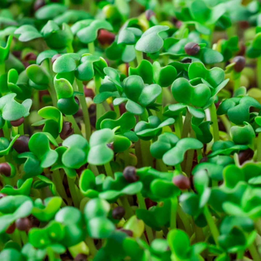 Basic Salad Microgreen Mix | Organic - Etsy