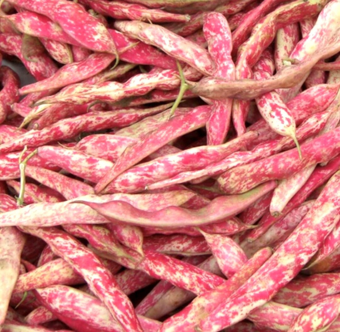 French Horticulture Bean Seeds | Organic - Etsy