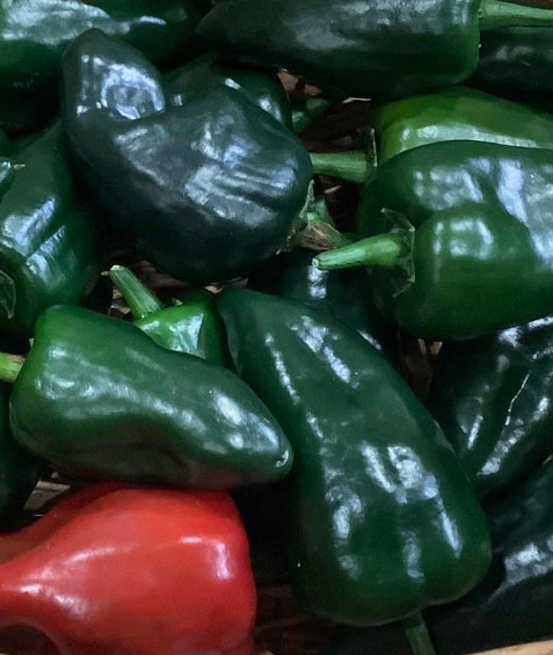 Poblano Pepper Seeds Hot Heirloom - Etsy