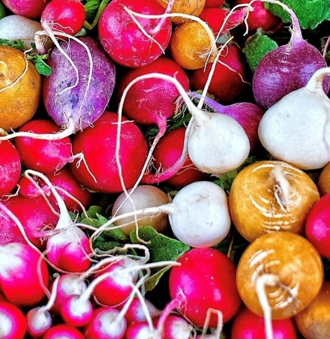 Rainbow Radish Mix | Seeds - Etsy