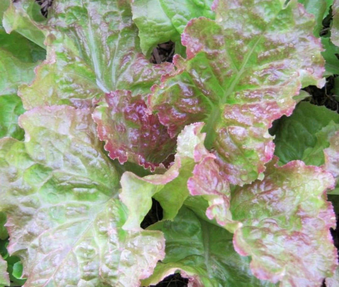 Prizehead Leaf Lettuce Seeds | Organic - Etsy