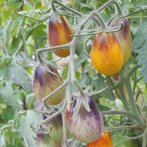 Indigo Pear Drops Tomato Seeds | Organic - Etsy