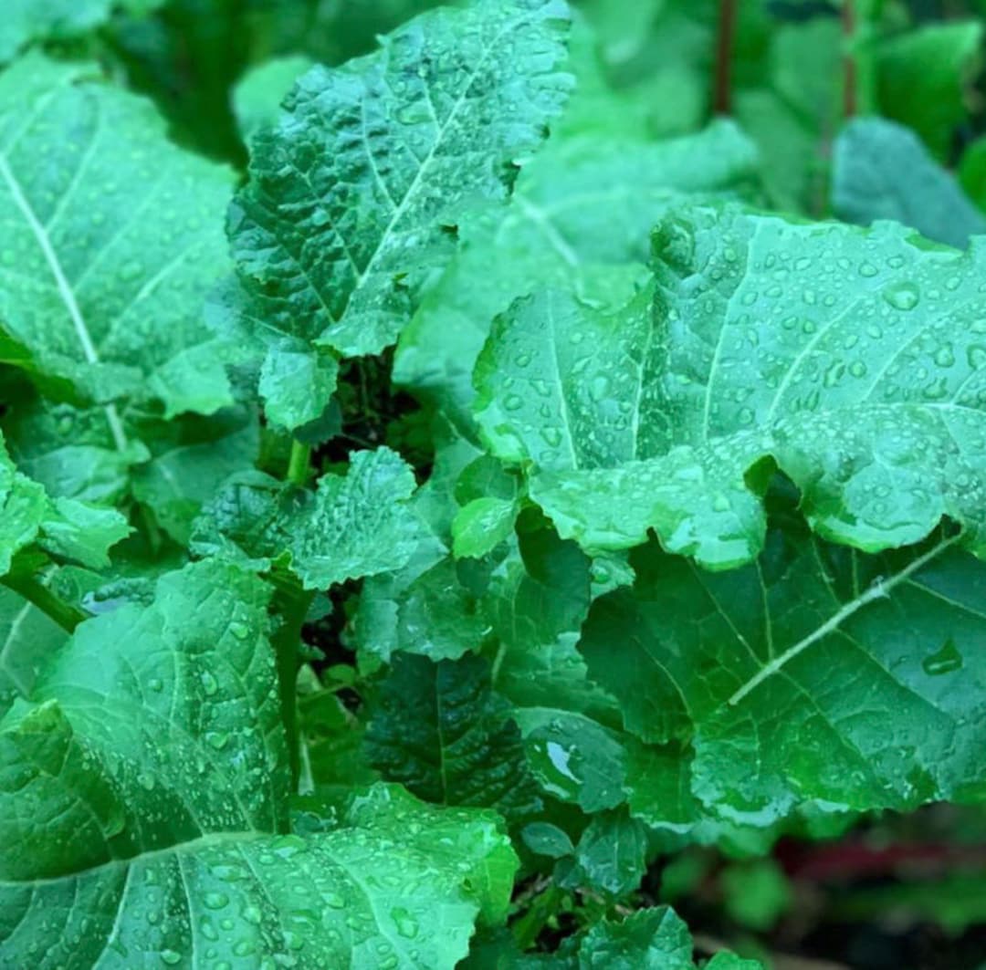 Ethiopian Kale Seeds | Heirloom | Organic - Etsy