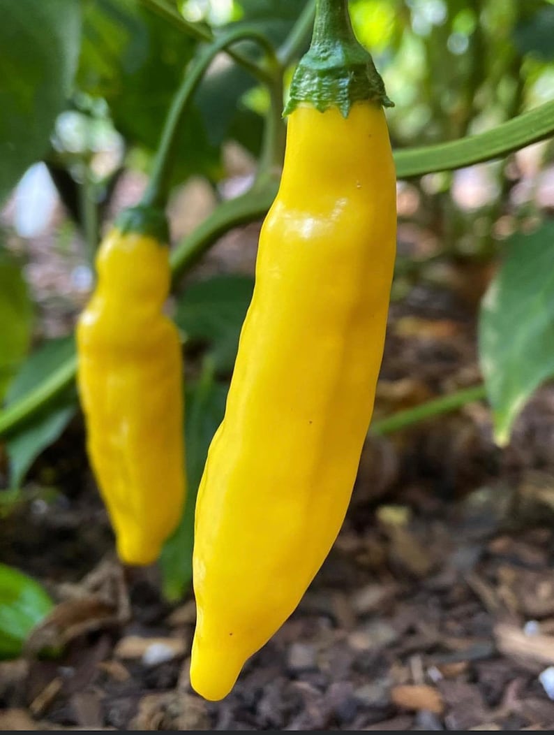 Lemon Drop Pepper Seeds | Hot | Organic - Etsy