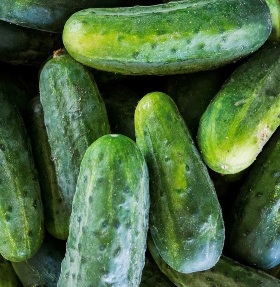 Bush Crop Cucumber Seeds | Organic - Etsy