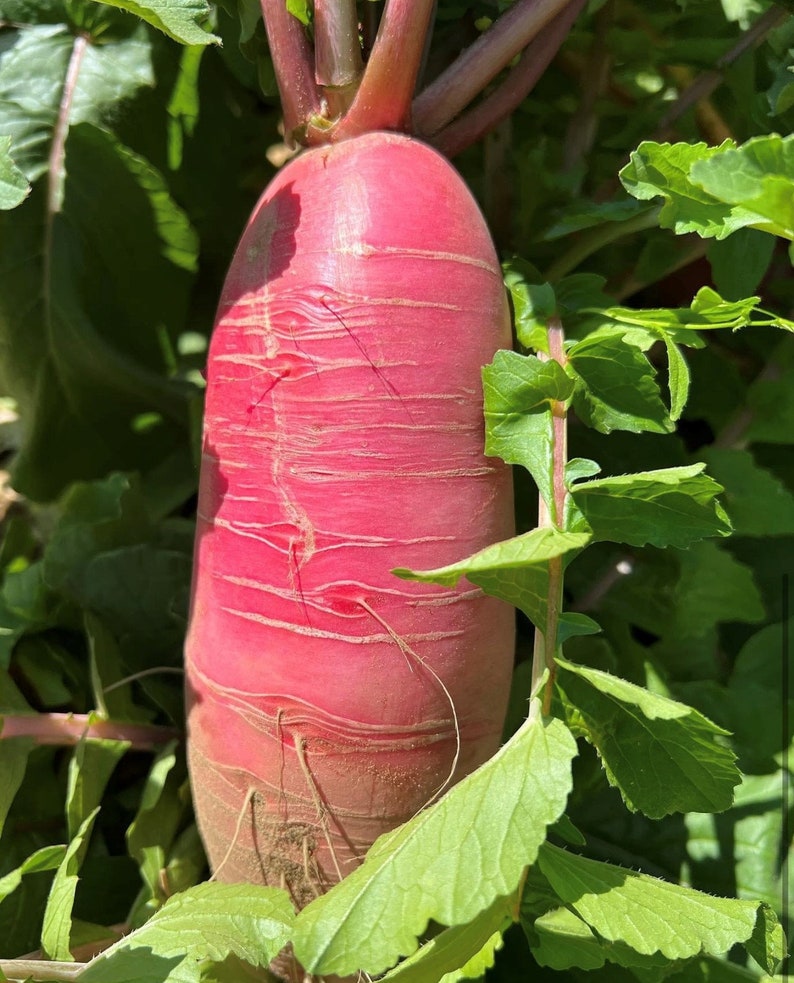 Red Daikon Radish Seeds | Heirloom - Etsy