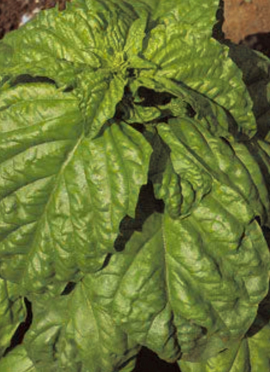 Valentino Basil Seeds - Etsy