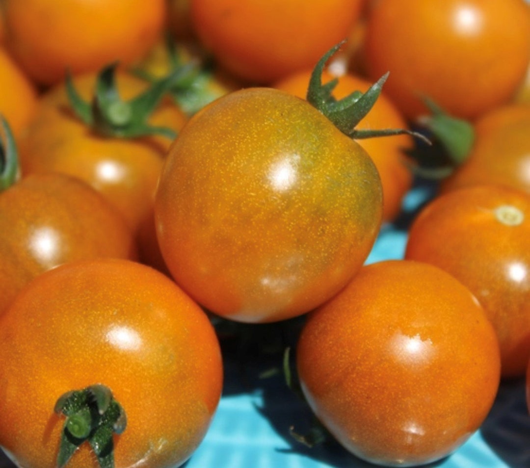 Dark Orange Muscat Tomato Seeds Organic - Etsy