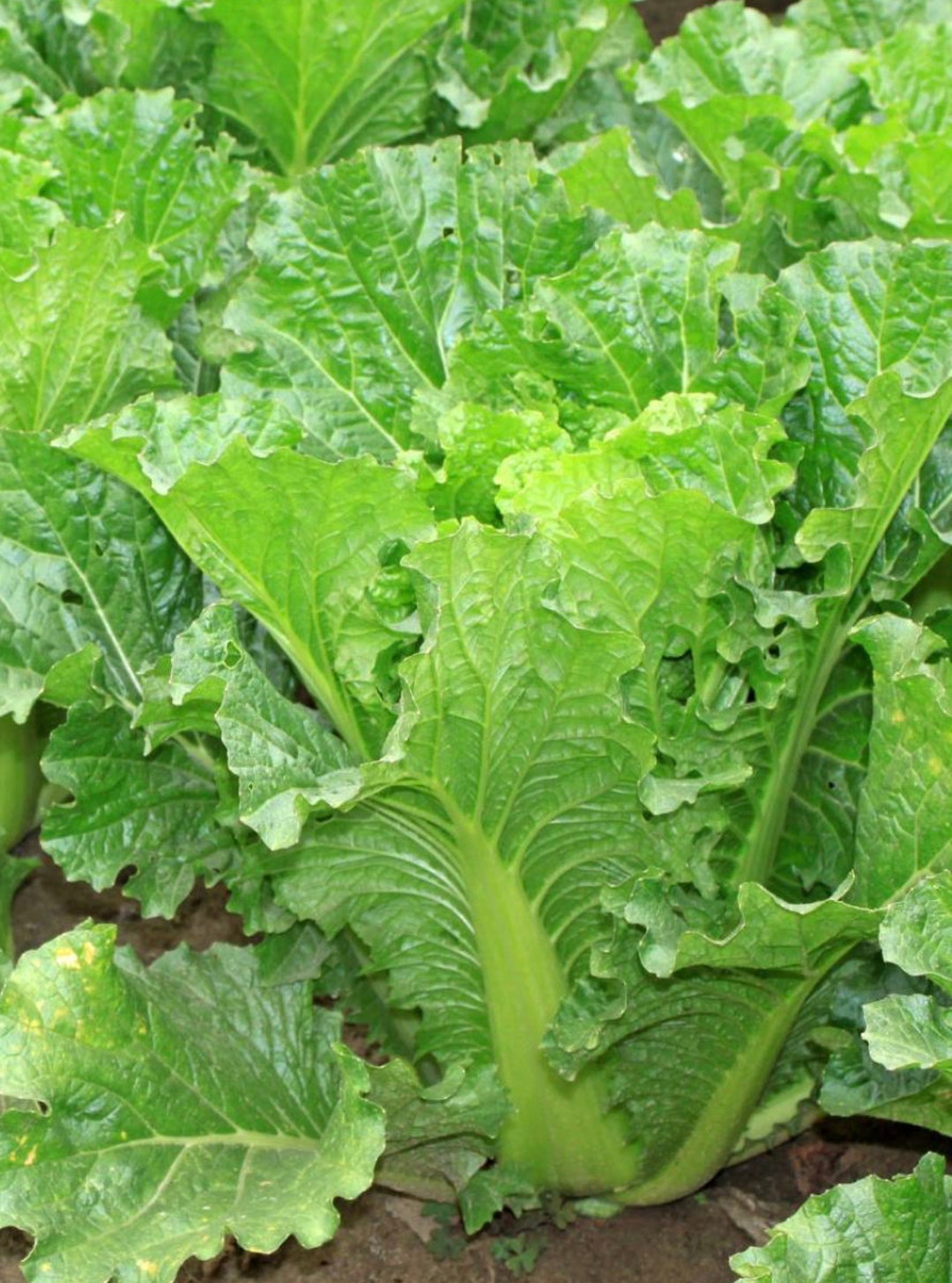 Michihili Chinese Cabbage Seeds | Heirloom | Organic - Etsy