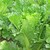 Early Round Dutch Cabbage Seeds Heirloom Organic - Etsy