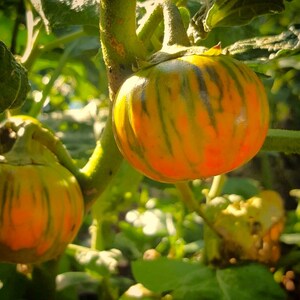Turkish Orange Eggplant Seeds | Organic | Heirloom - Etsy