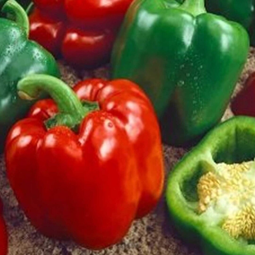 Keystone Resistant Giant Sweet Pepper Seeds | Organic - Etsy
