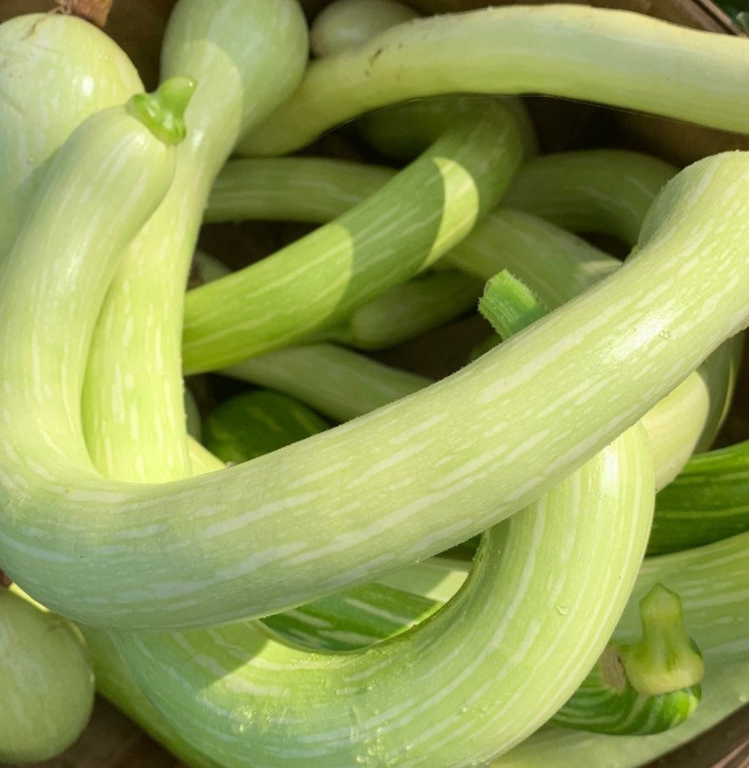 Tromboncino (zucchini Rampicante) Squash Seeds | Heirloom | Organic - Etsy