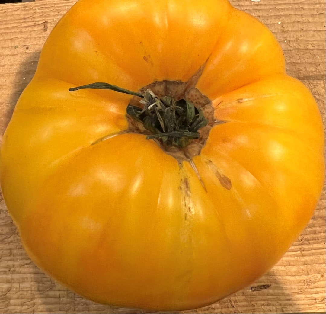 Giallo De Summer Tomato Seeds Heirloom Organic - Etsy