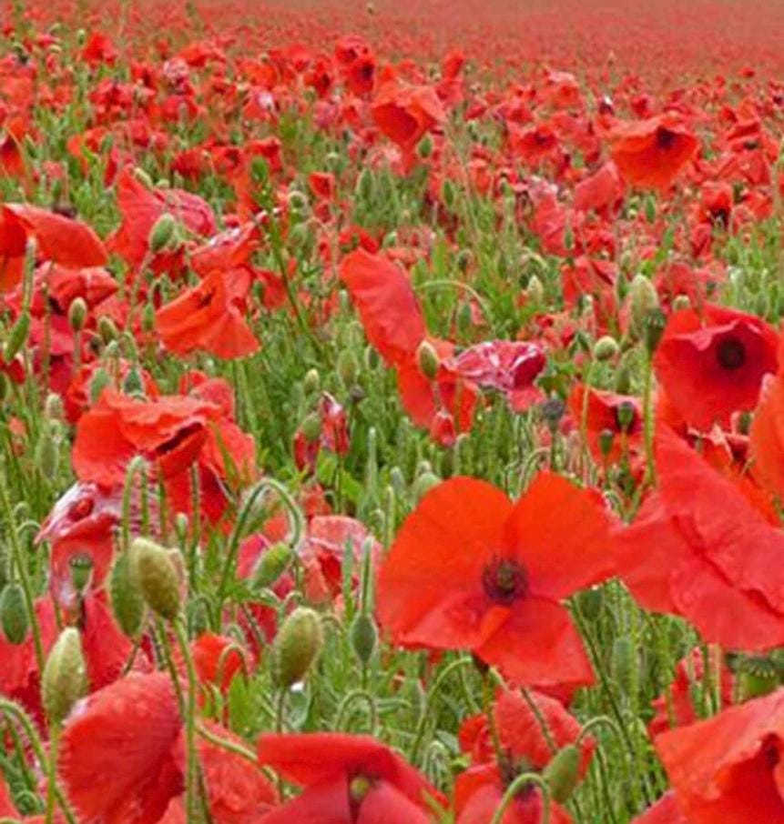 Red Poppy Seeds | Heirloom - Etsy